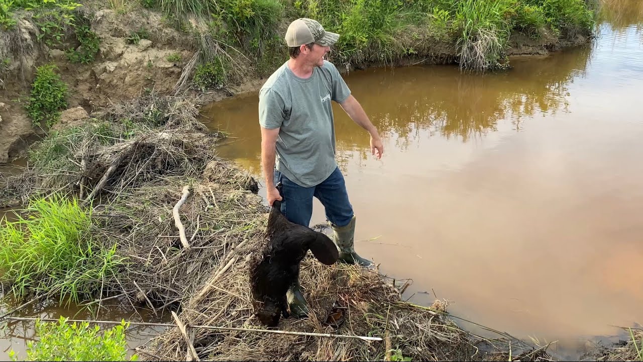 Beaver trapping in the heat. (How to use drowning rods on beaver) - YouTube