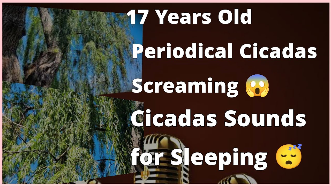 17 Years Old Periodical Cicadas Screaming 😱 || Cicadas Sounds for ...