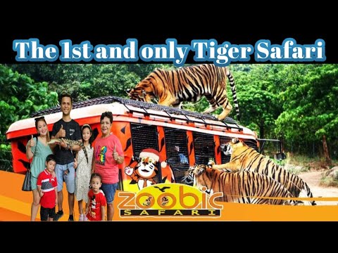 ZOOBIC SAFARI| TIGER SAFARI| CROCO LOCO - YouTube