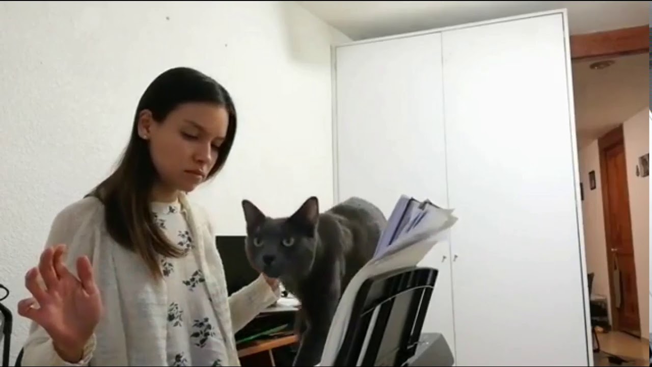 Funniest cat dance, sing & playing music 😍😍 - YouTube