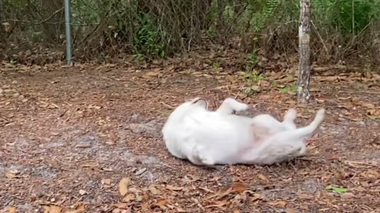 No one enjoys a good roll on a dried up old worm more.. - YouTube