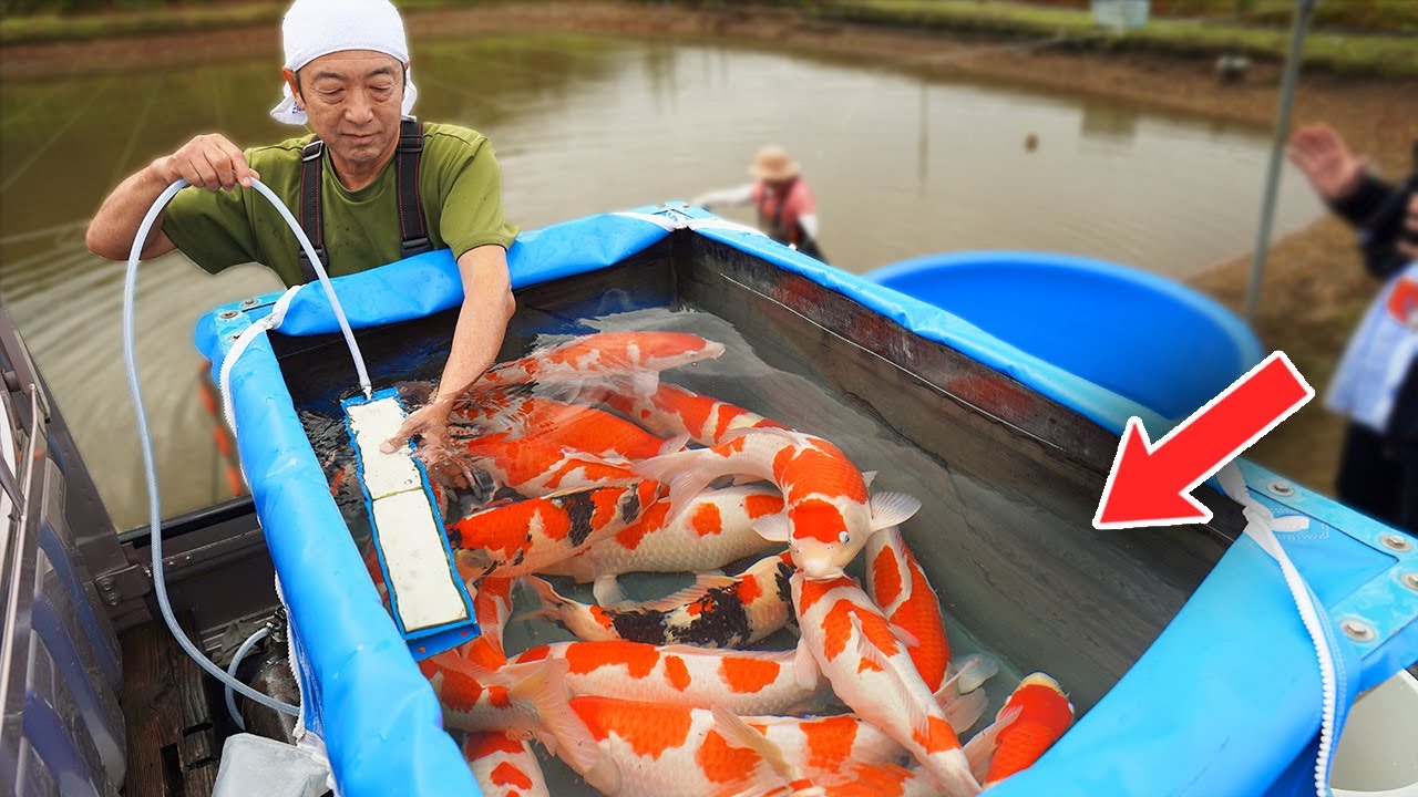 Koi Harvest With Nogami! (GREAT FISH!!) - YouTube