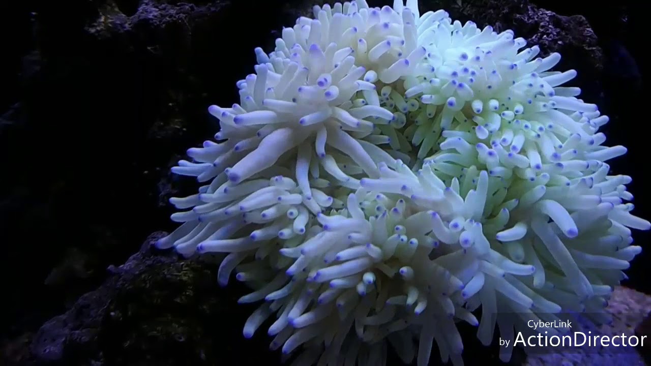 Purple tipped Sebae Anemone - YouTube