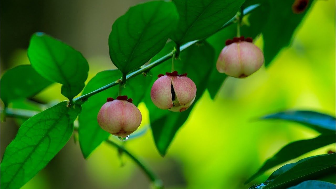 MultiVitamin Plant || Sauropus androgynus Thavasi Keerai - YouTube