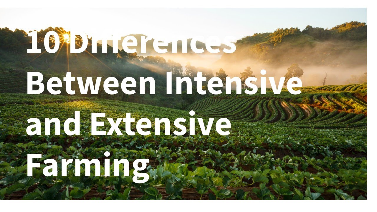 10 Differences Between Intensive and Extensive Farming - YouTube