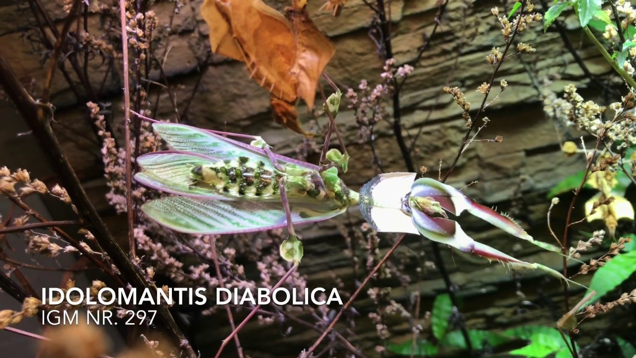 Idolomantis diabolica - YouTube