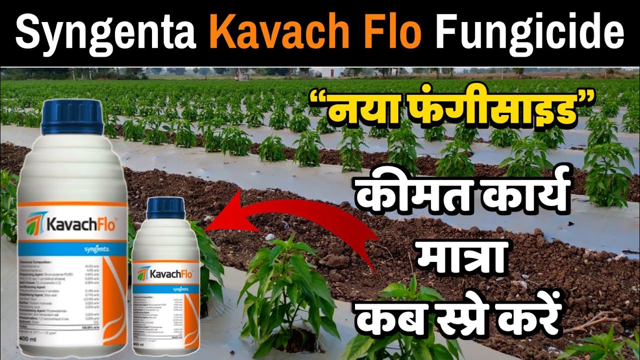 Syngenta Kavach Flo Fungicide Technical Price New Product Syngenta syngenta-kavach-flo-fungicide-technical-price-new-product-syngenta