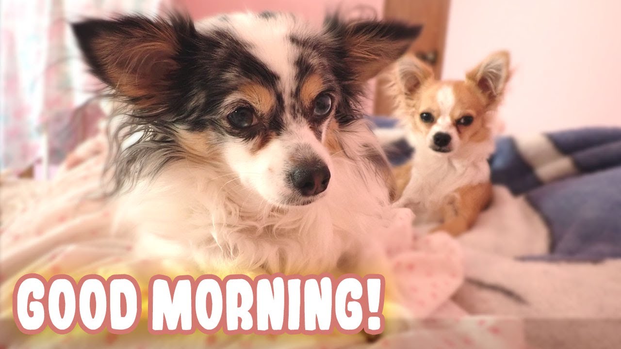 How My Dogs Wake Me Up Every Day | Chihuahua Morning Routine In Bed ...