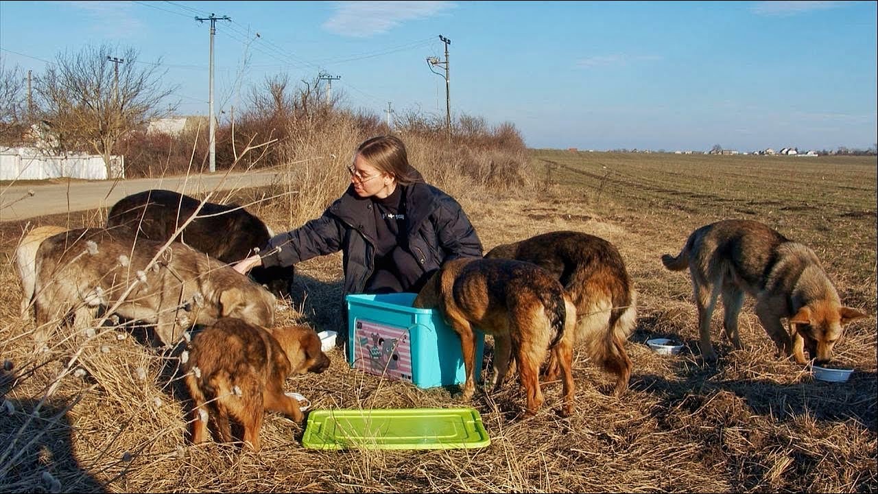 Friendly Pack of Street Dogs Wait for Us Every Day in Same Place in ...