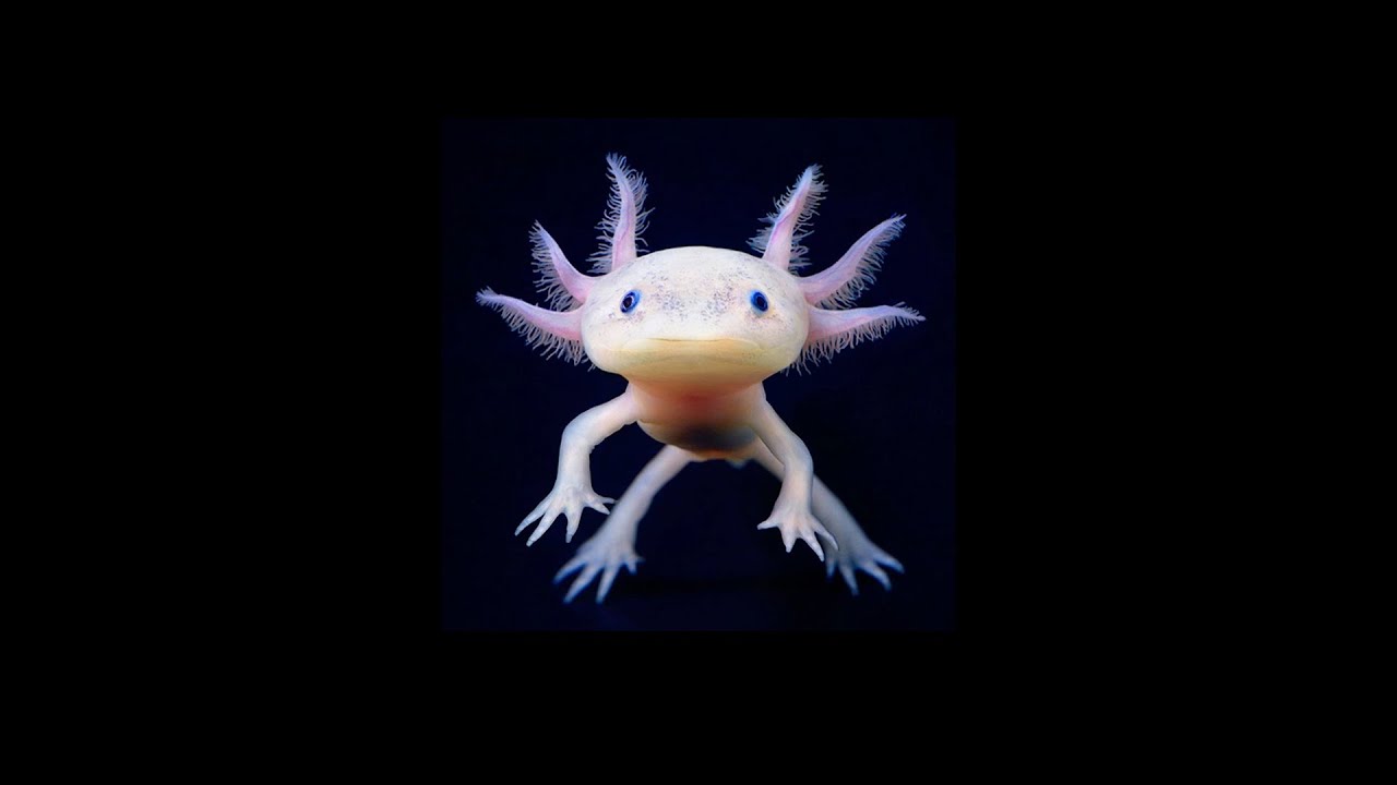 How the Critically Endangered Axolotl is Making a Comeback - YouTube