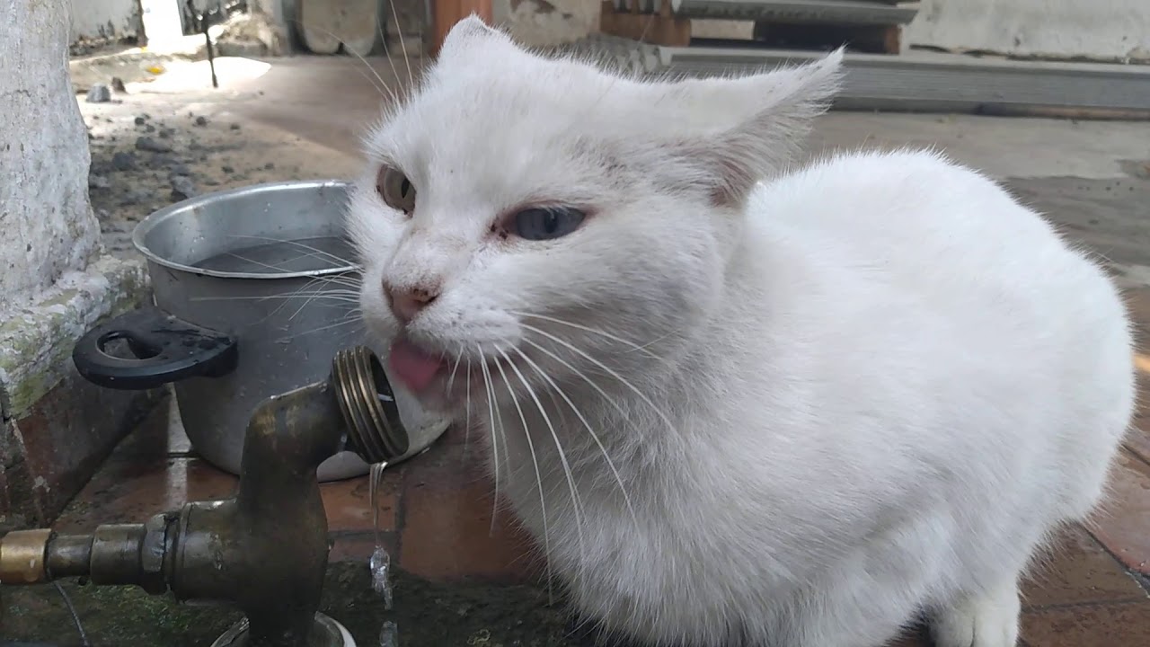 Gato malo 2 - YouTube