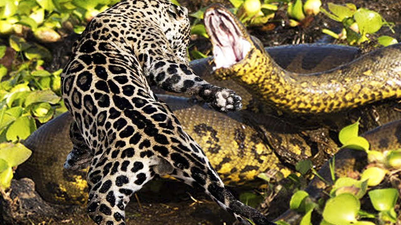 Jaguar lucha contra Anaconda de seis metros - YouTube