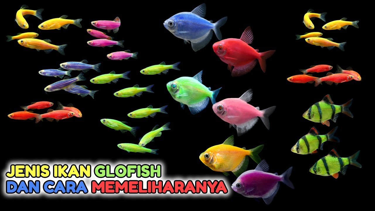 Mengenal ikan glofish dan cara memelihara ikan glofish - YouTube