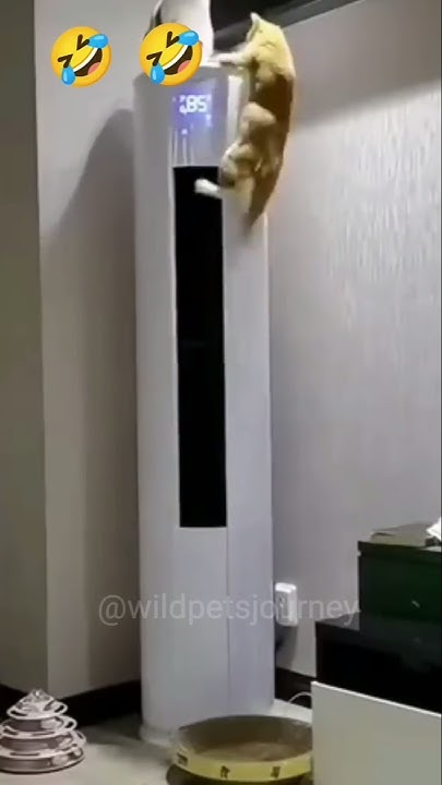 FUNNIEST PETS EVER 😹😹🐈 #shorts #viralvideo #cat #dog #viralshorts # ...