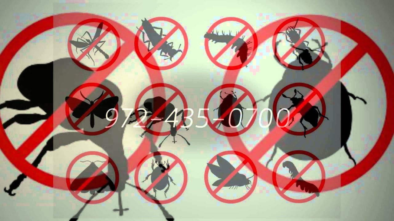 Home Pest Control Frisco TX | Call 972-435-0700 - YouTube
