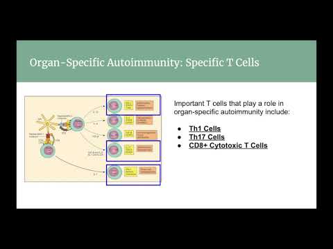 Organ-Specific Autoimmunity Immunology Presentation - YouTube