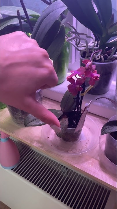 Орхидея парфюмерная фабрика 😳😞 #орхидеи #орхидеяфабрика #орхидеицветут ...