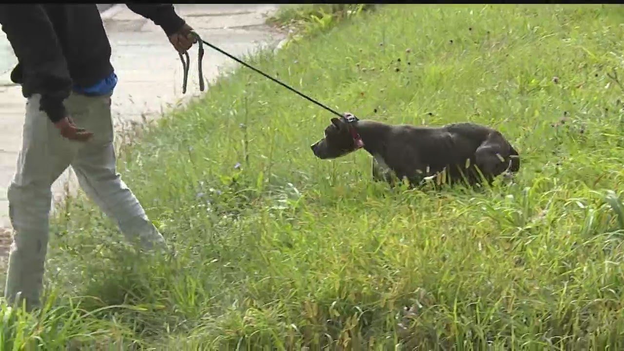 Man in critical condition after multiple dog attack in Youngstown - YouTube