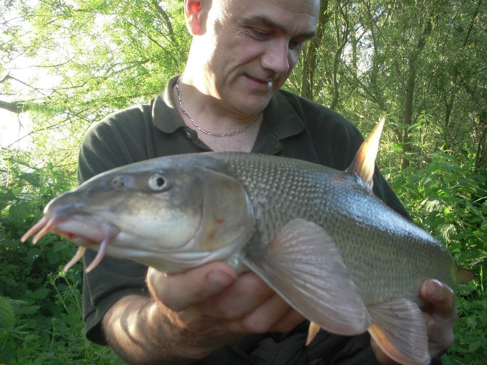 July 2012 - Barbel fishing on middle Severn, barbel rigs, barbel bait ...