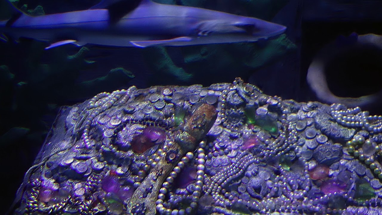 free treasure in the sea stock footage - YouTube