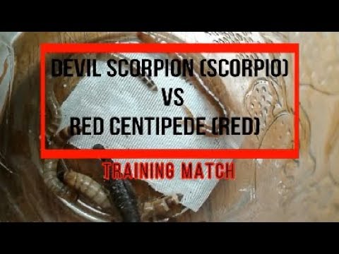 Devil Scorpion Vs Red Centipede - YouTube