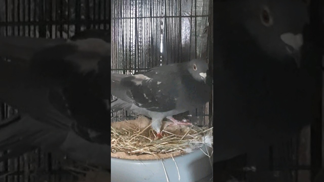 Hola! From Mr Pidge - YouTube