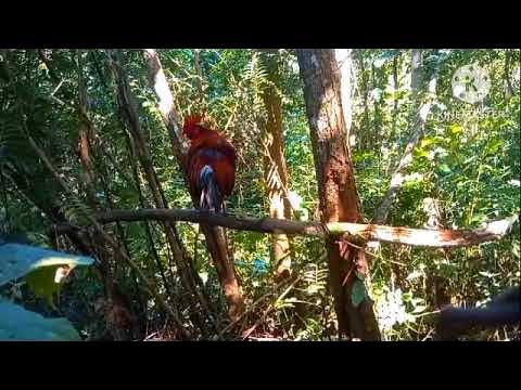 saib me nyuam qaib qua zoo kawg - YouTube