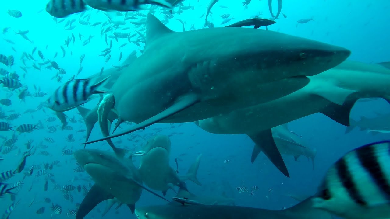 Shark Dive Beqa Island Fiji - YouTube