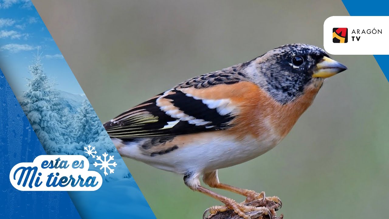 El pinzón real - YouTube