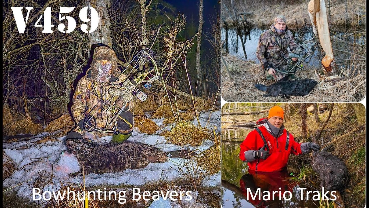 Bowhunting Beaver In Estonia (Koprajaht vibuga Eestis), Season 3 with ...