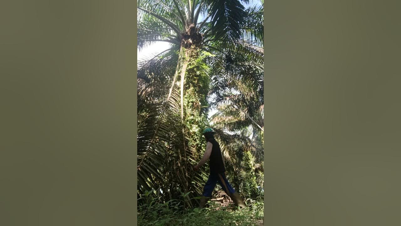 PANEN SAWIT POKOK SEDANG#shortsfeed #sawit #@PENGIKUT - YouTube