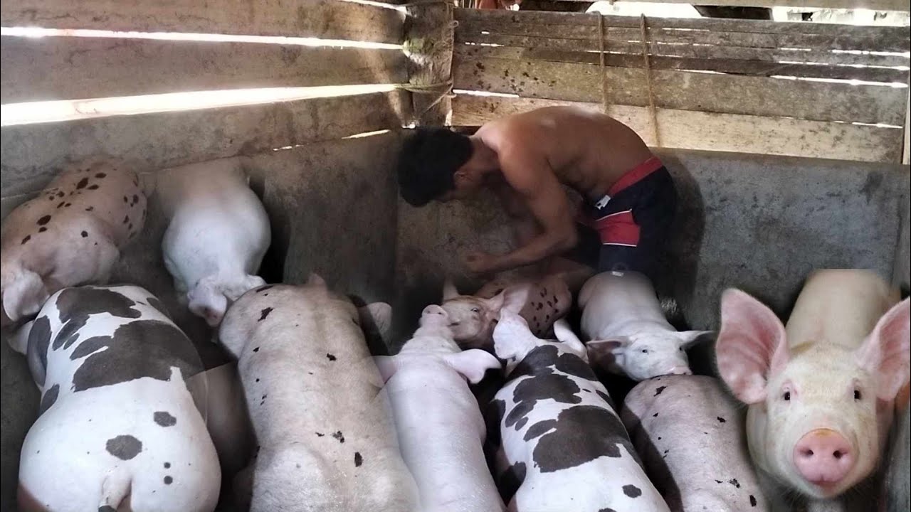 update sa aming mga alagang baboy .2 month palang malalaki na agad - YouTube