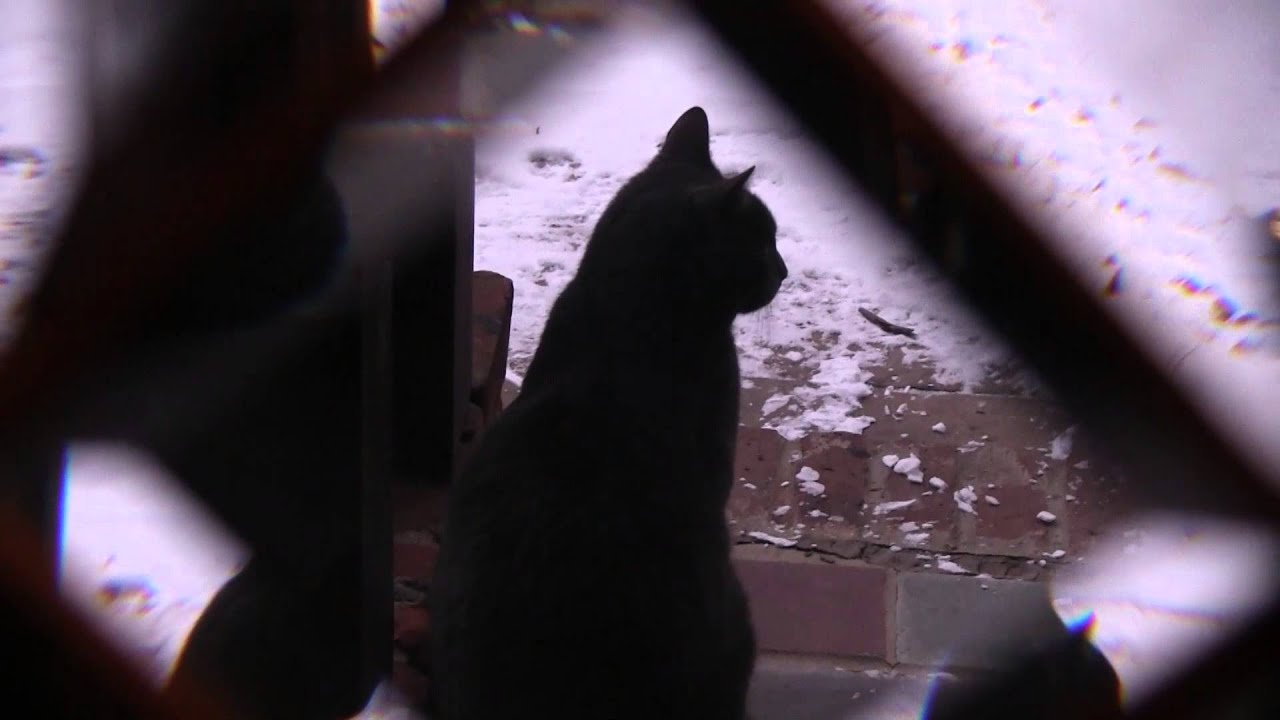 Eli the Cat With Eevee - YouTube