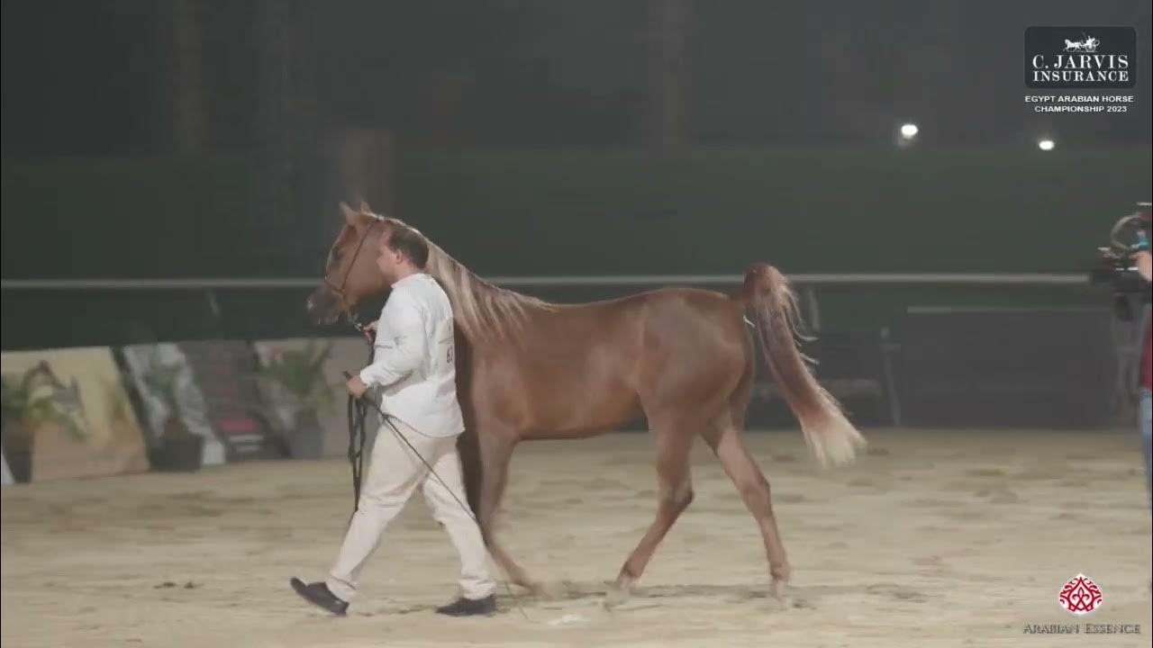 N.63 GHAYDAA EL GAMAL - Egypt Arabian Horse Championship 2023 - Fillies ...
