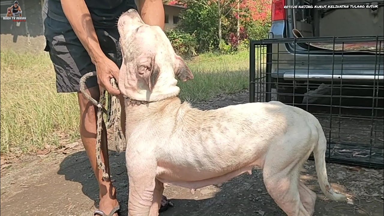 SI POKI ANJING MIX PITBULL KURUS SAMPE KELIHATAN TULANG RUSUK !!! - YouTube
