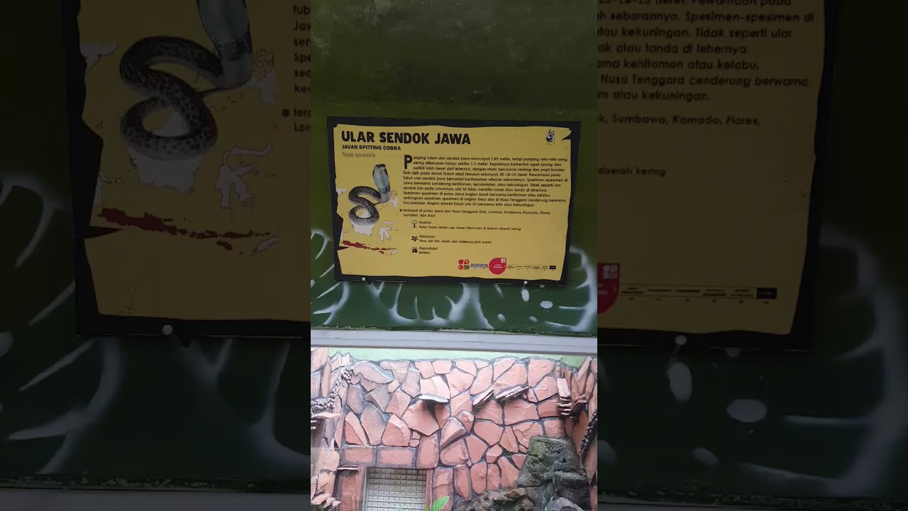 Ular Sendok Jawa - YouTube
