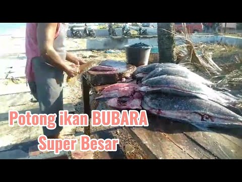 Keterampilan Potong ikan BUBARA super Besar 10 Ekor#KANZASALWA - YouTube