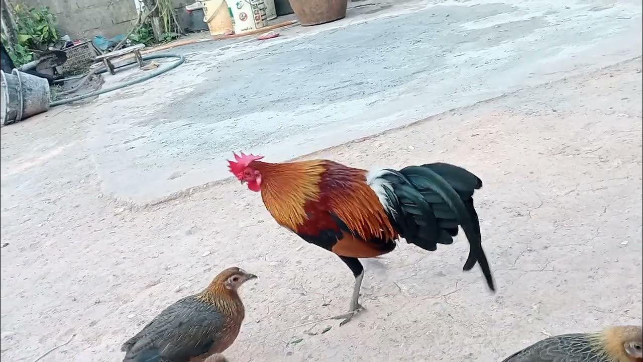 26 (1) Siab qaib nawb cov phooj ywg nyiam qaib dib 2025 - YouTube