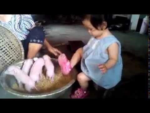 heo con dang yeu - YouTube