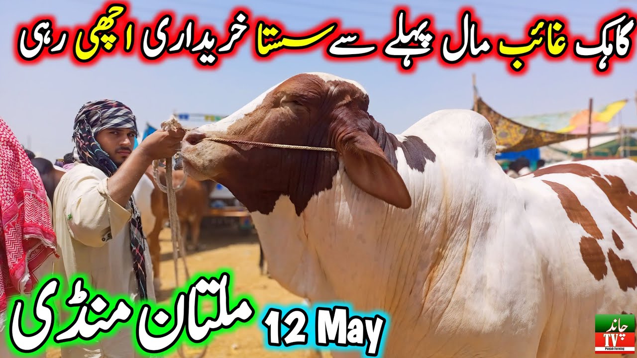 Today Sunday Multan Cow Mandi Fresh Latest Update 12 May 2024 | Cow ...