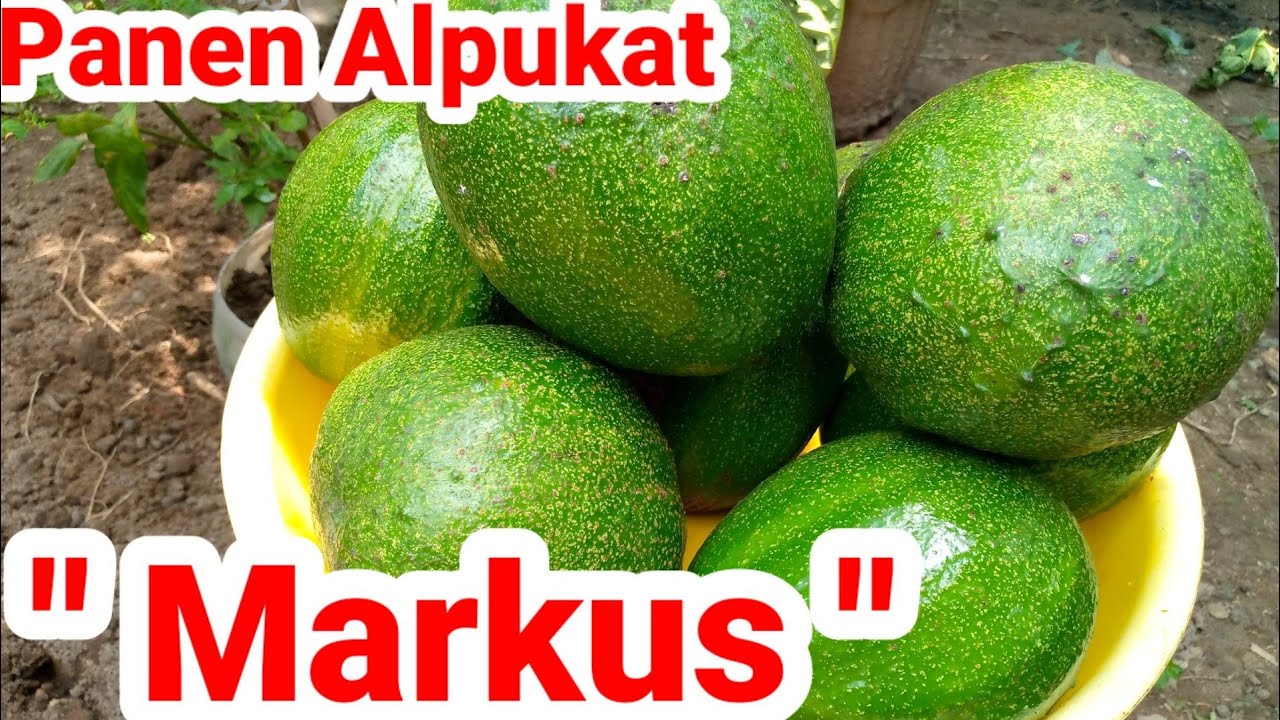 Panen Alpukat " Markus " - YouTube
