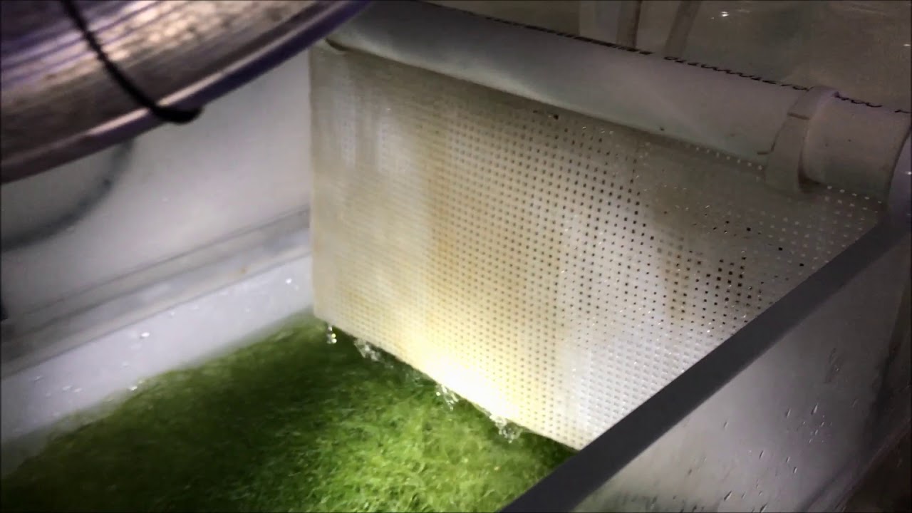 Algae turf scrubber within few months - YouTube