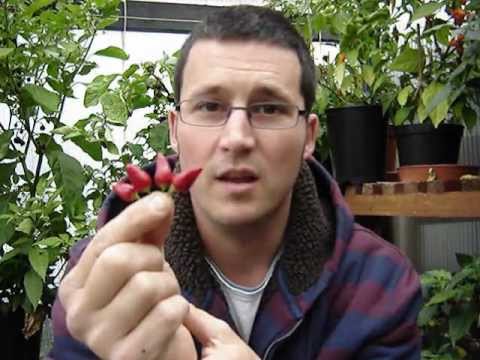 Zimbabwe Bird Pepper Pod Test - YouTube