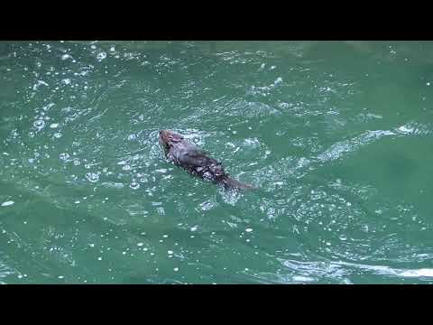 Baby Beaver