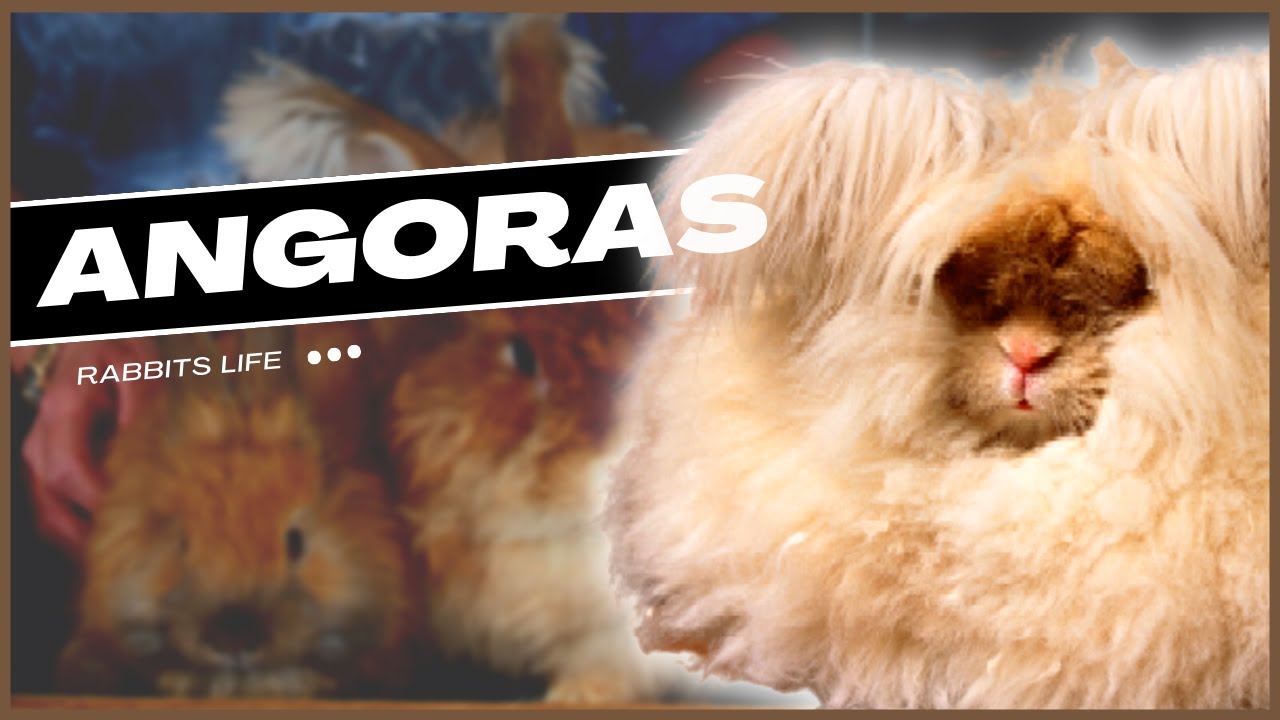 5 Fluffy Angora Rabbit Breeds - YouTube