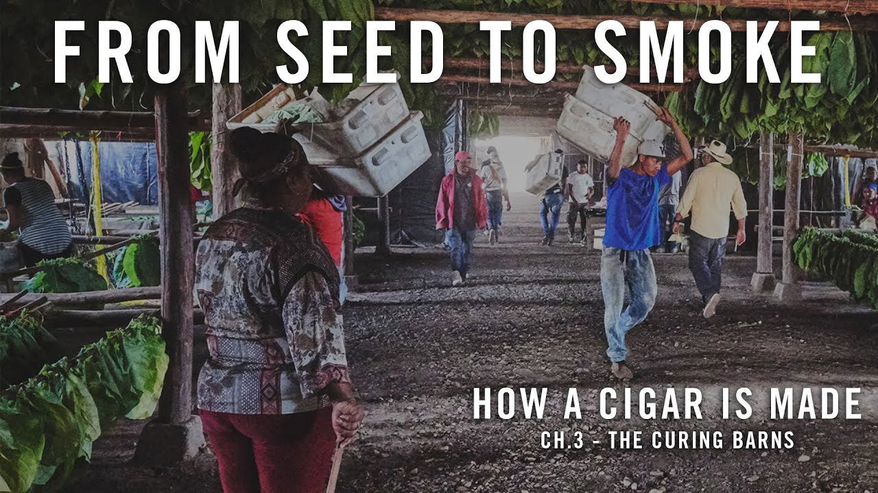 How a Cigar is Made: Ch.3 - The Curing Barns - YouTube