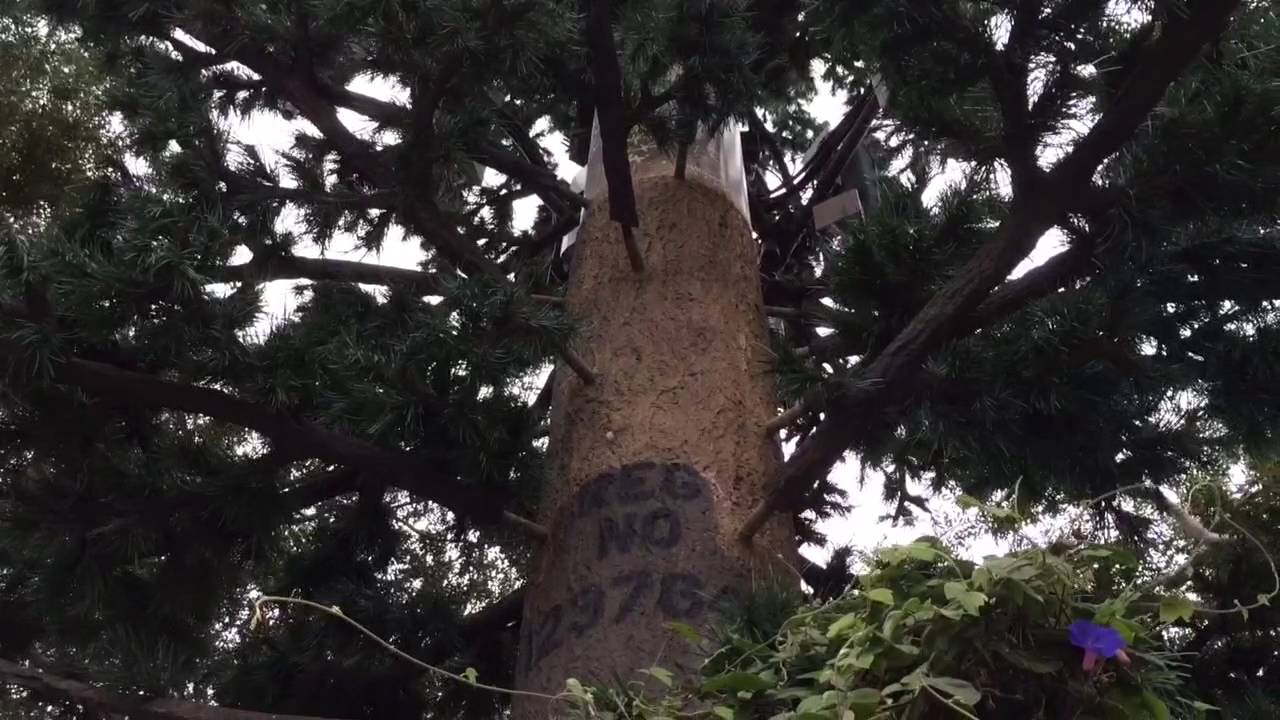 Top Secret Spy Tree - YouTube