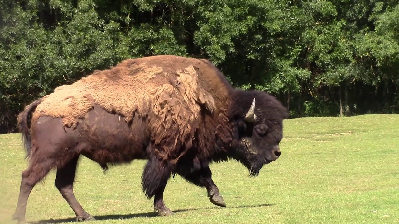 Bison D Amerique - YouTube Bison D Amerique - YouTube
