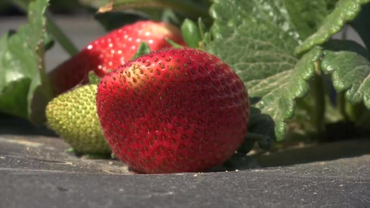 Strawberry season begins in Santa Maria with growers hoping for a ...