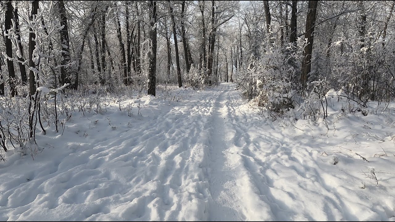 Frosty Walk In The Forest | Walking Tour - YouTube
